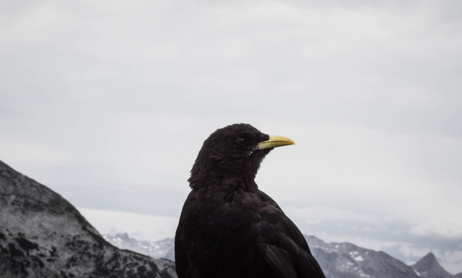 Vergleich von Raben mit anderen Krähenarten - Rabenvoegel